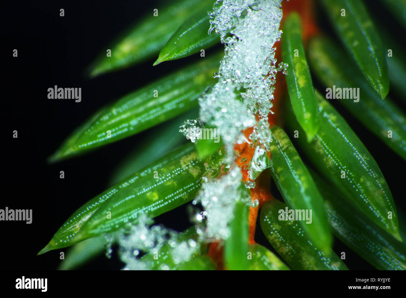 Ice plant. Ice spicule appeared on green leaves because of unexpected ...