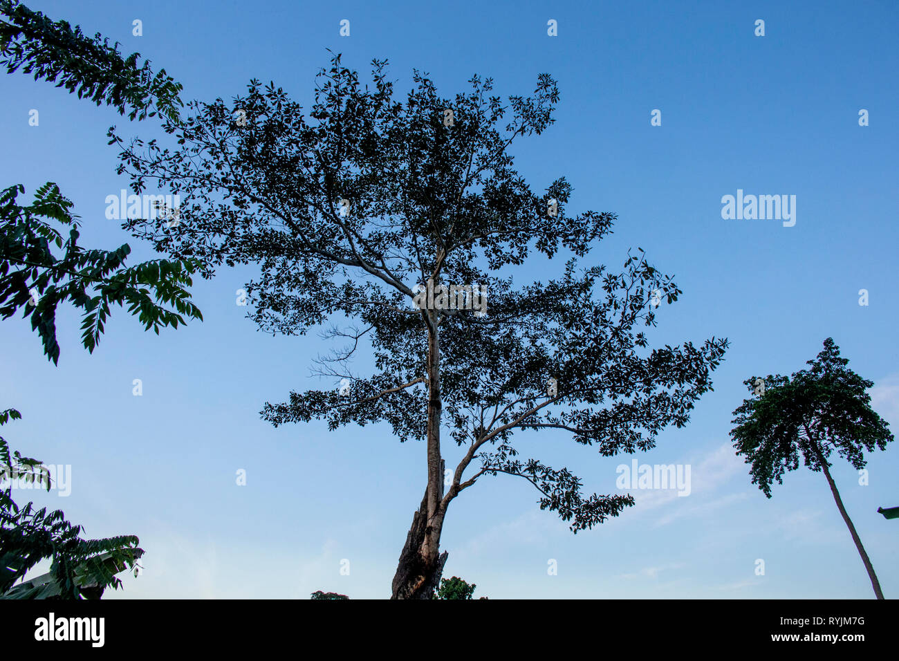 Driving trees hi-res stock photography and images - Alamy