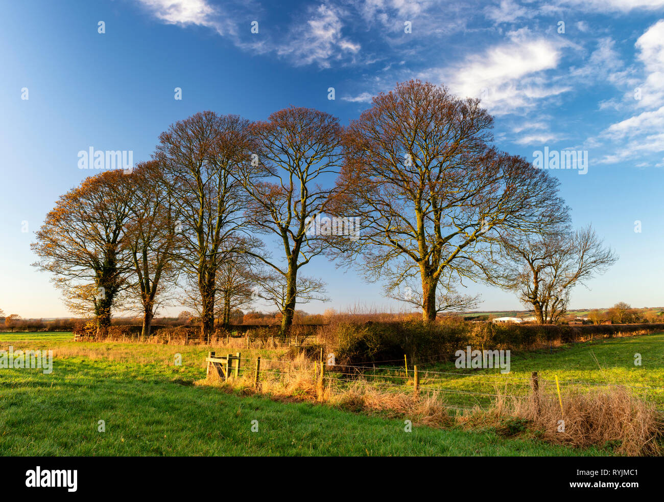 Evening light on a small copse at Goslip, Pickering Stock Photo - Alamy