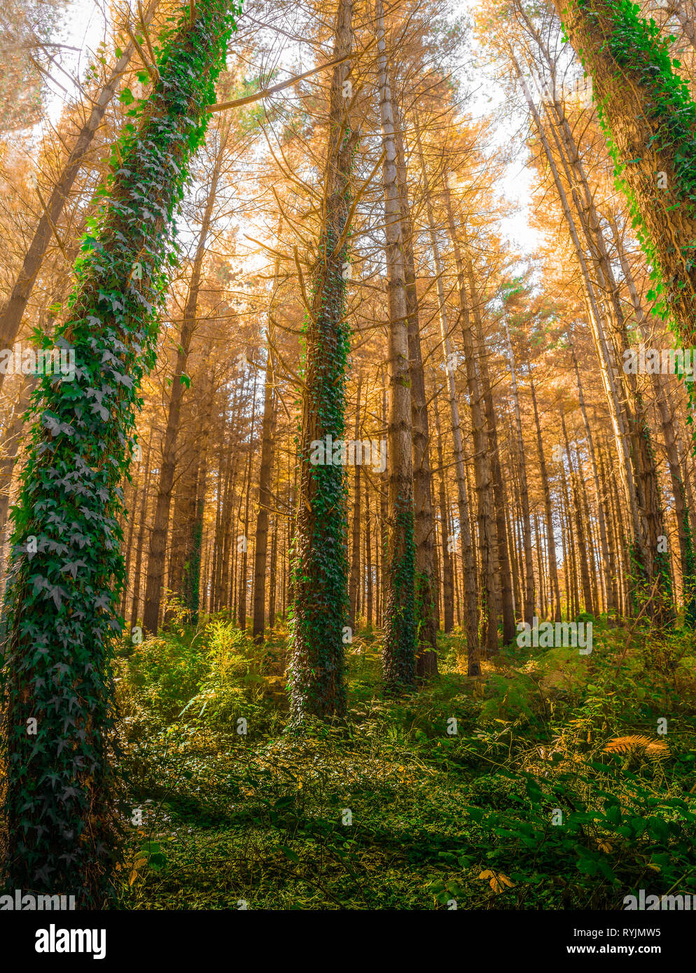 Landscape of trees in a wild forest Stock Photo - Alamy