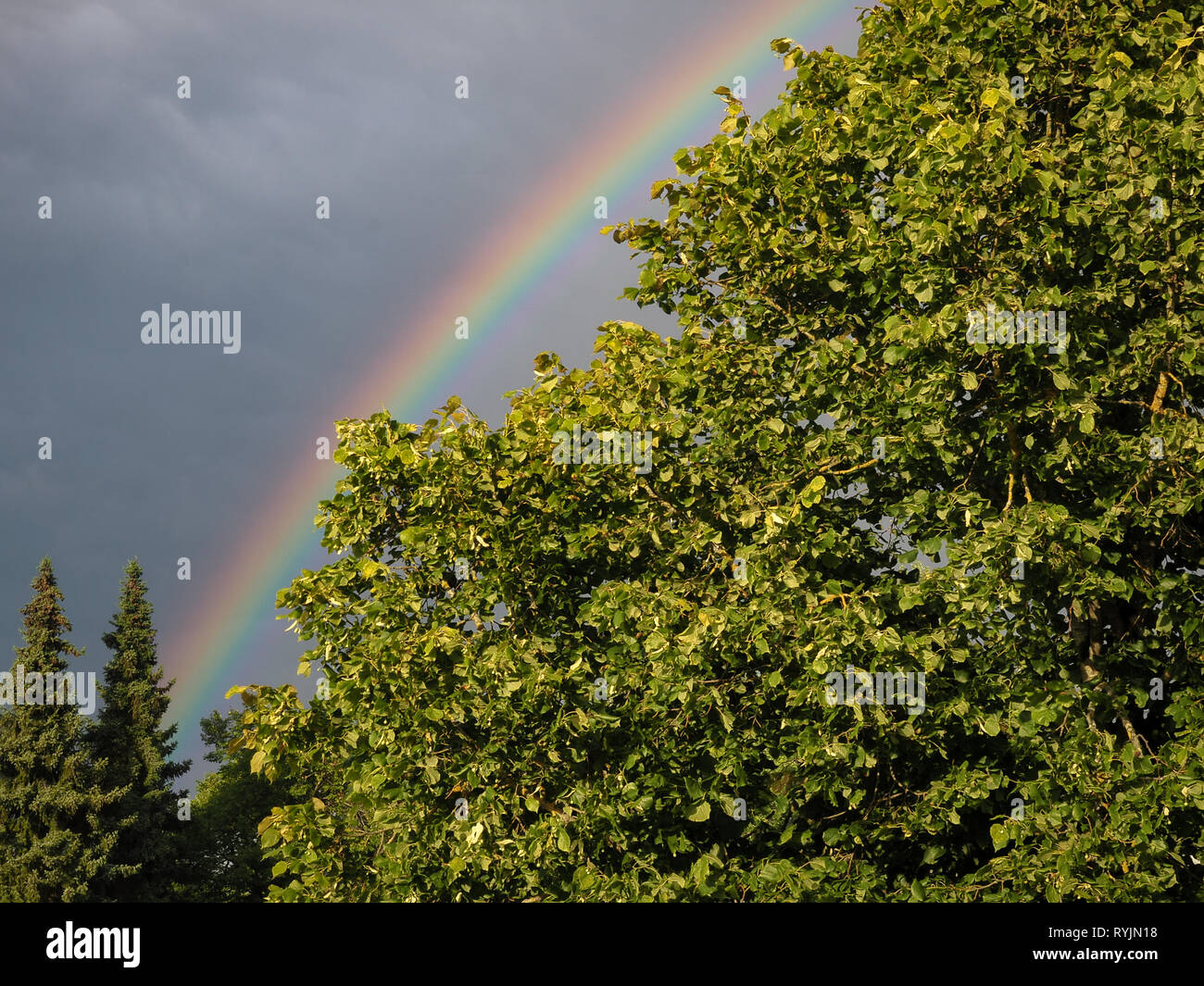 Rainbow and trees Stock Photo - Alamy