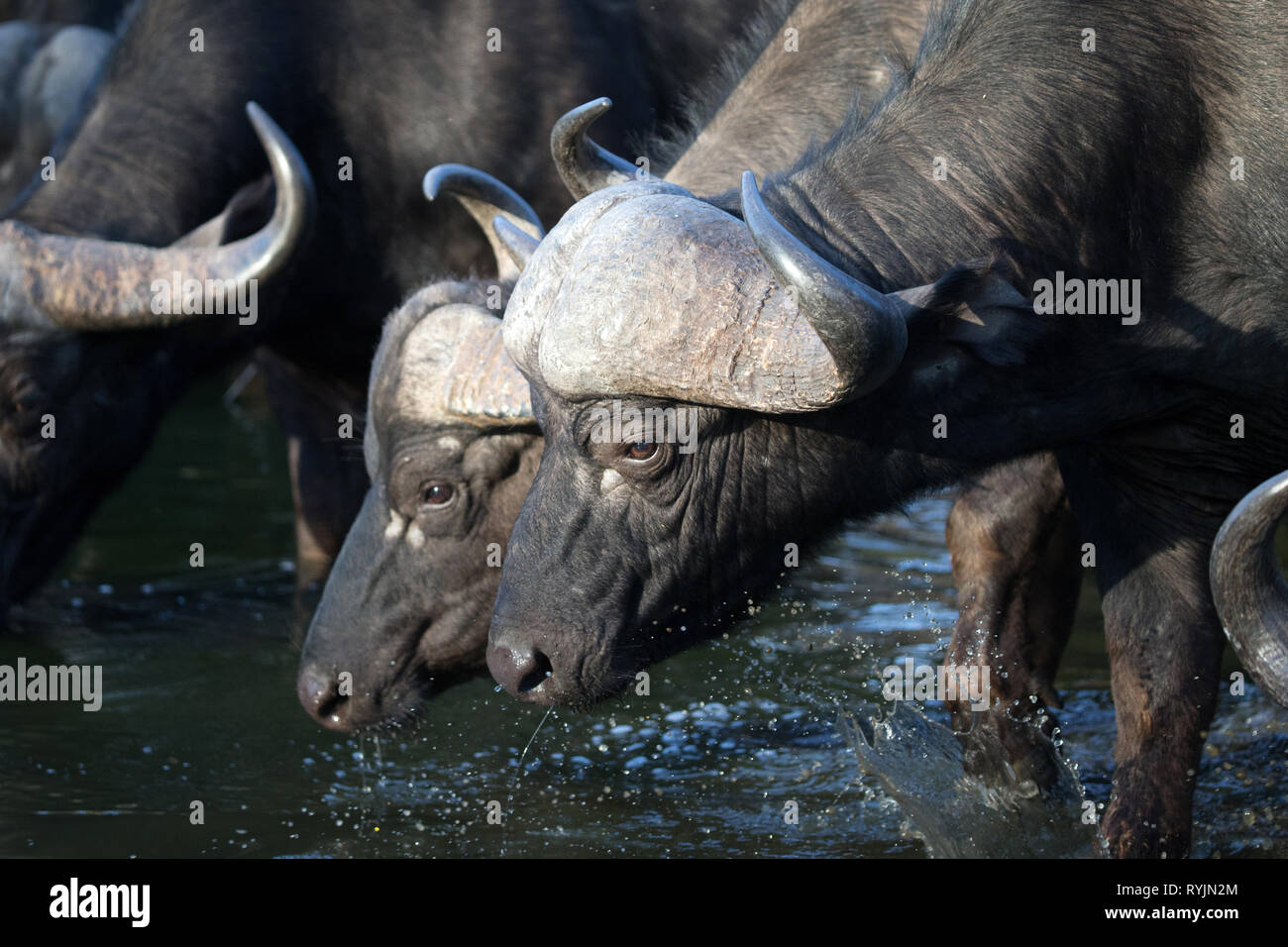 African Buffalo drinking. Kruger National Park. South-Africa Stock ...