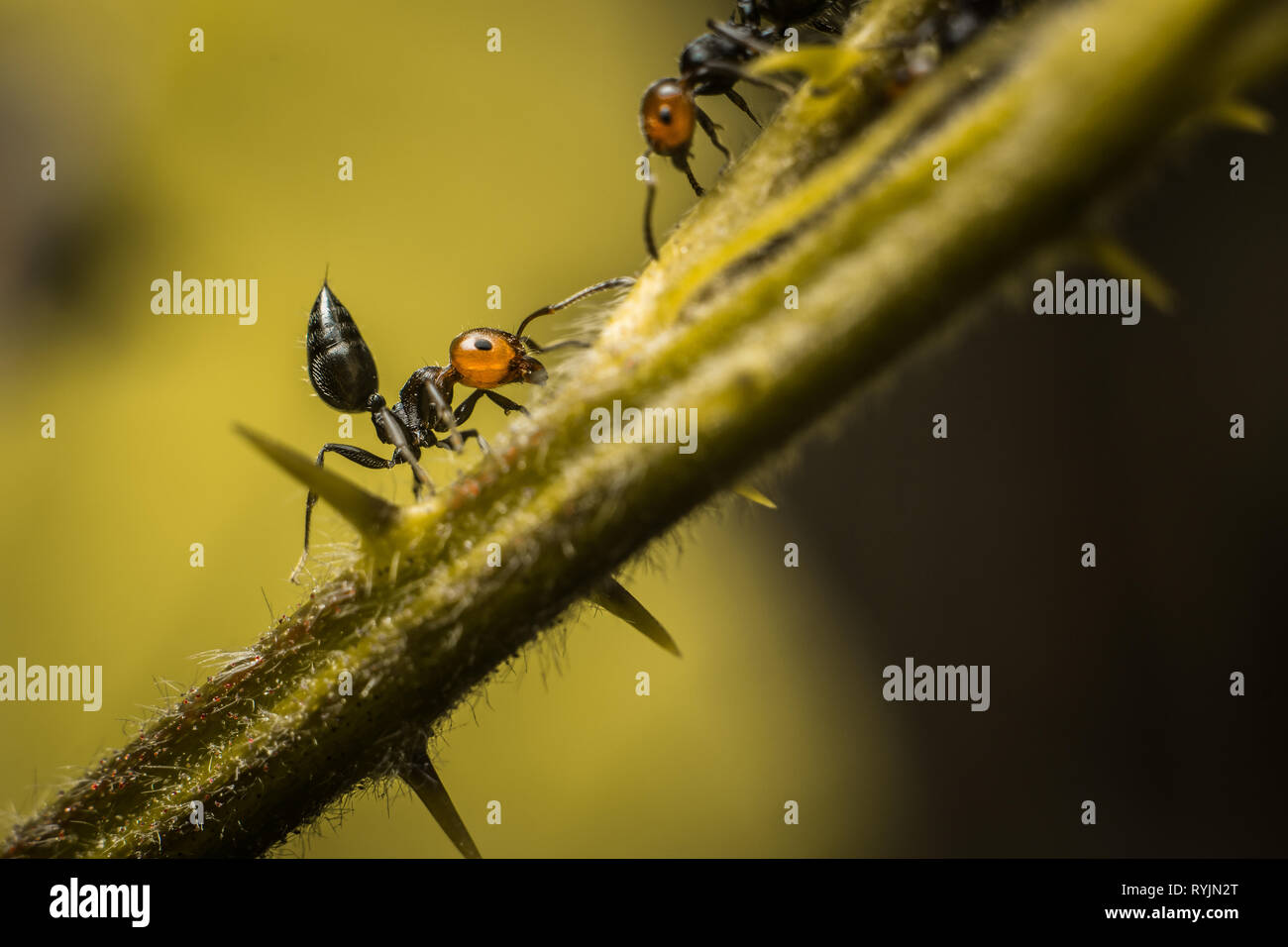 Teamwork animals hi-res stock photography and images - Alamy