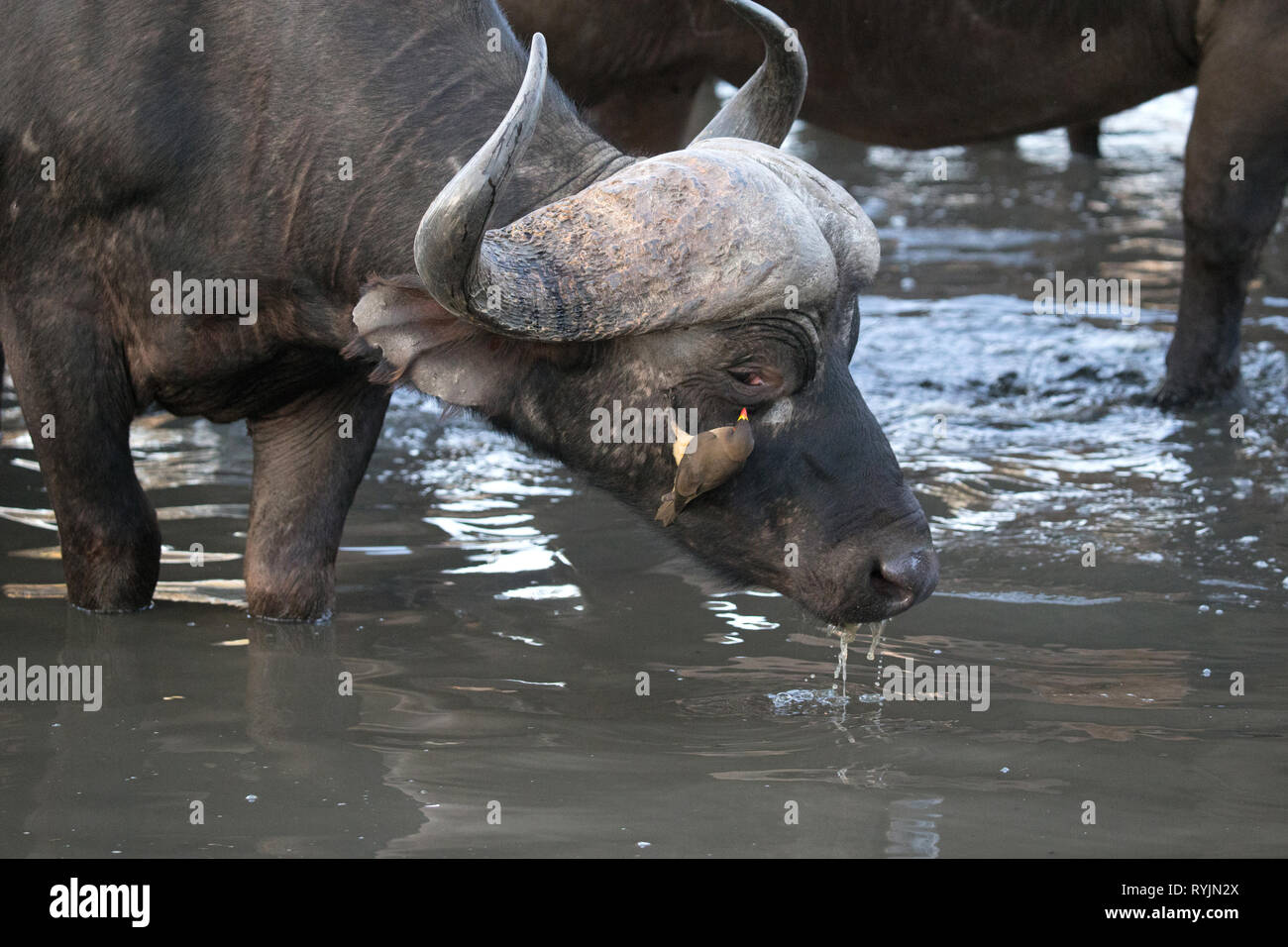 Drinking buffalo hi-res stock photography and images - Alamy