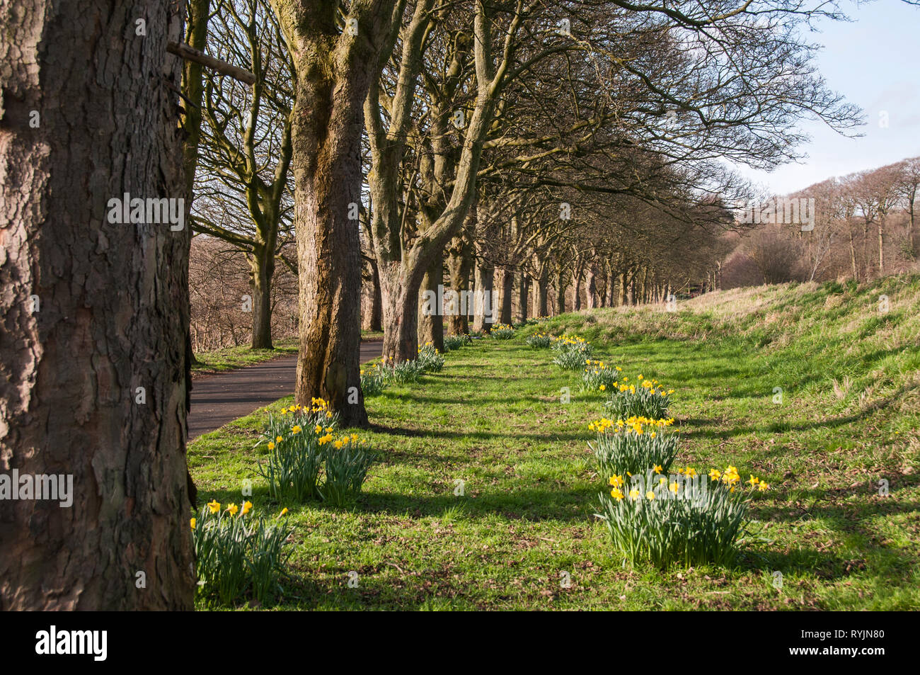 Around the UK -Spring alongside the River in Avenham Park, Preston ...
