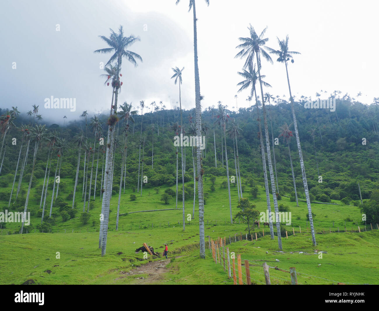 Magnificent coconut palms hi-res stock photography and images - Alamy