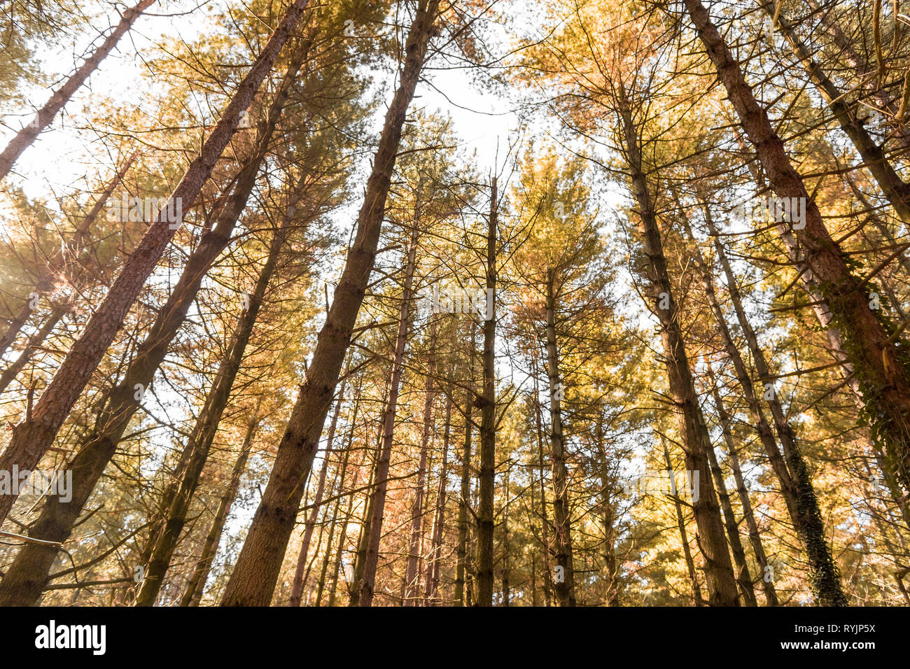 Landscape of trees in a wild forest Stock Photo - Alamy