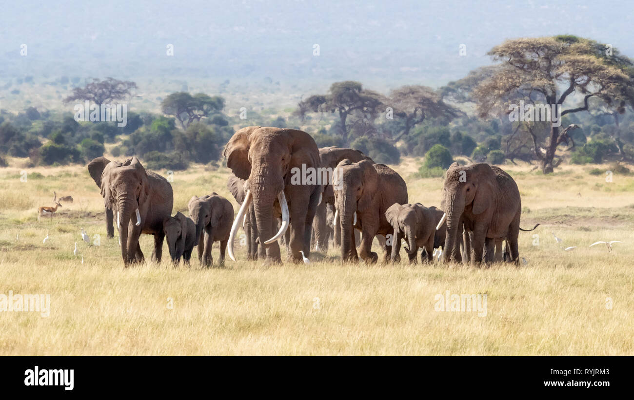 African elephant mating hi-res stock photography and images - Alamy