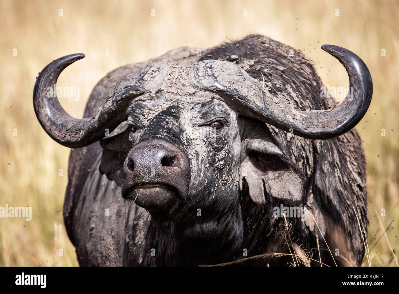 Mud Flies High Resolution Stock Photography and Images - Alamy