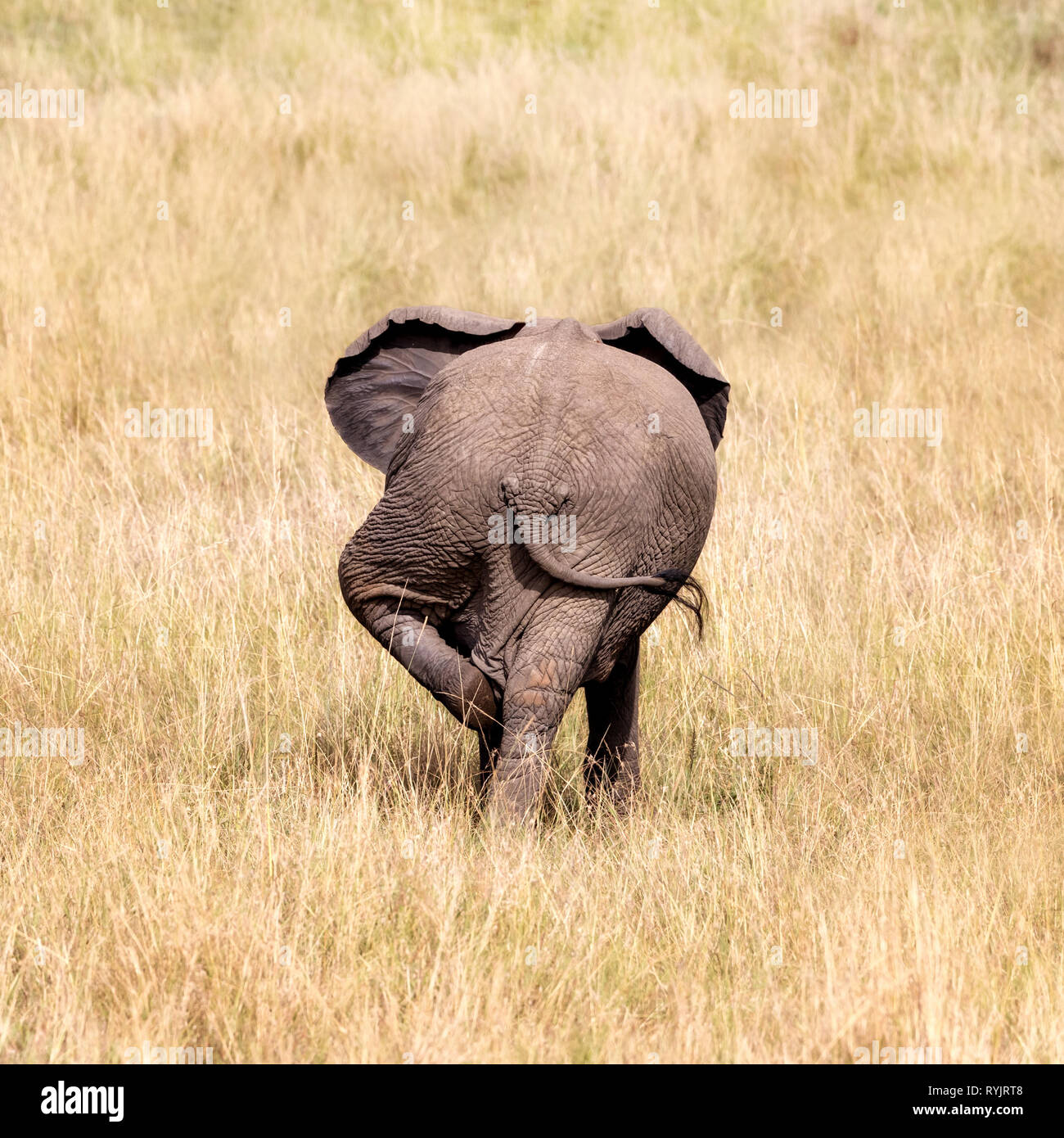 Elephant leg rear hi-res stock photography and images - Alamy