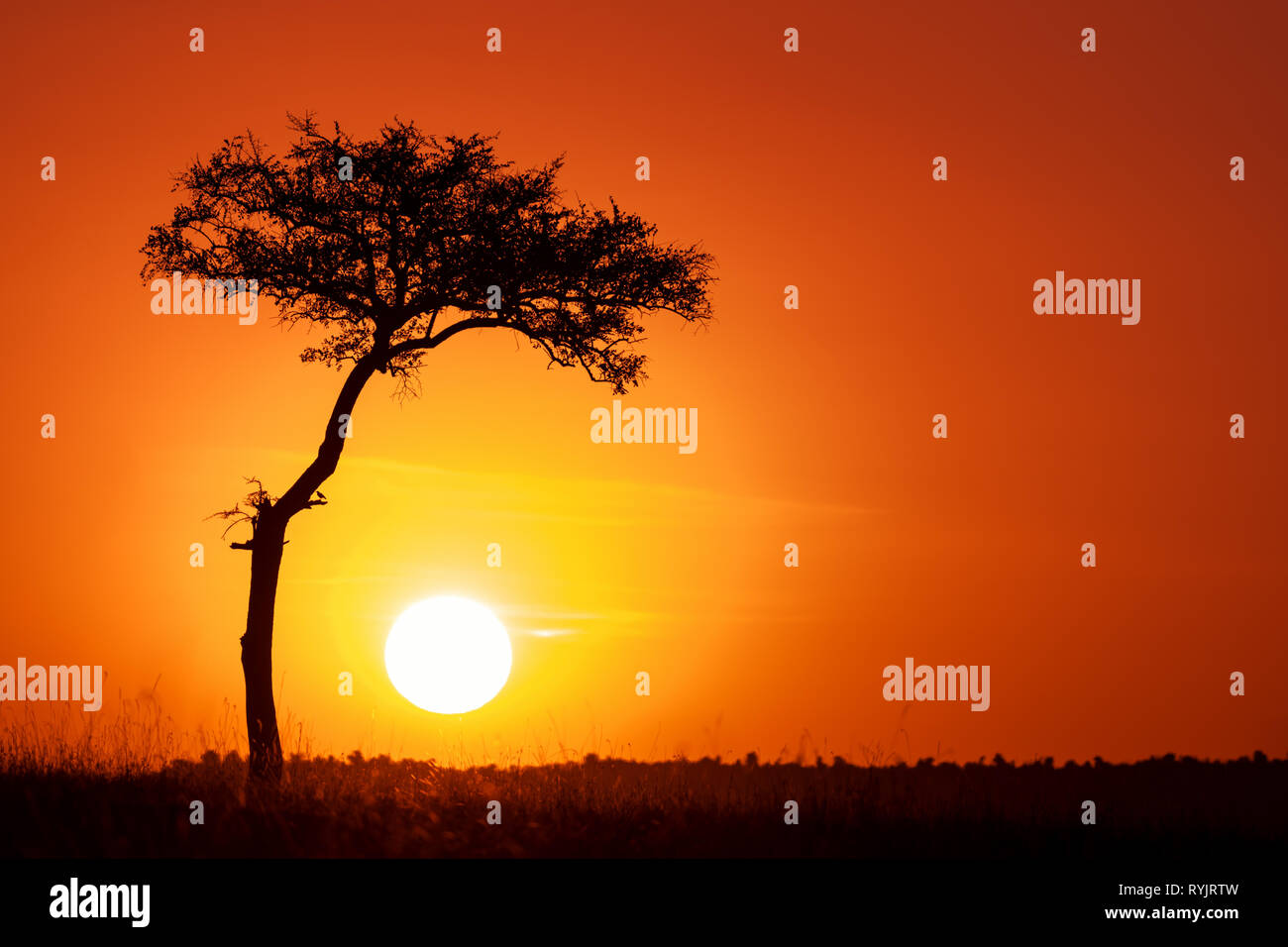 Acacia tree and the setting sun in the Masai Mara. Silhouette against orange sunset in Kenya ...