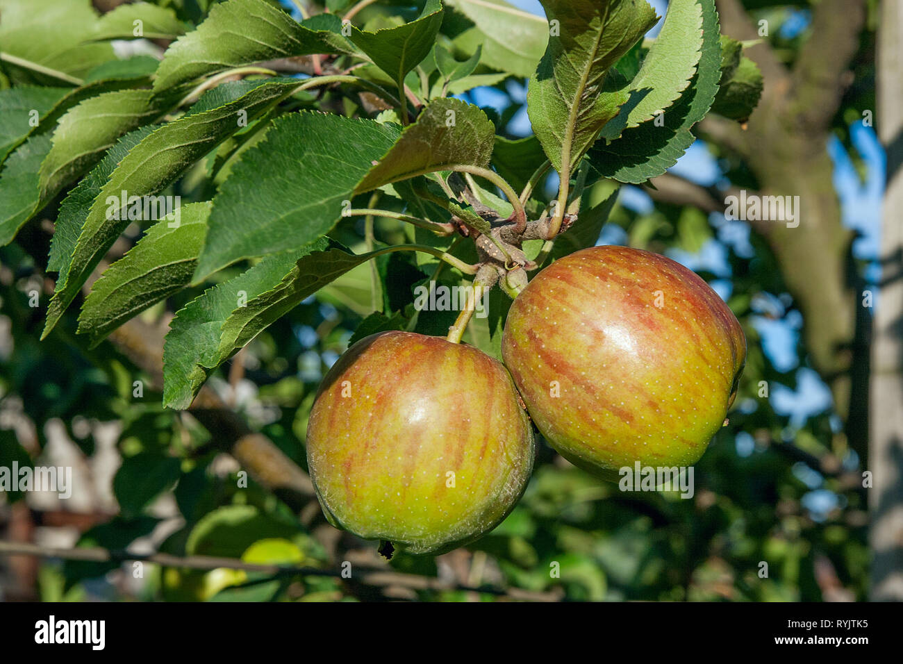 Close up of the tree branch with ripe organic apple on branch, fruit on ...