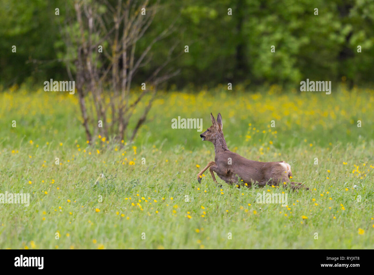 Jumping roe deer hi-res stock photography and images - Alamy