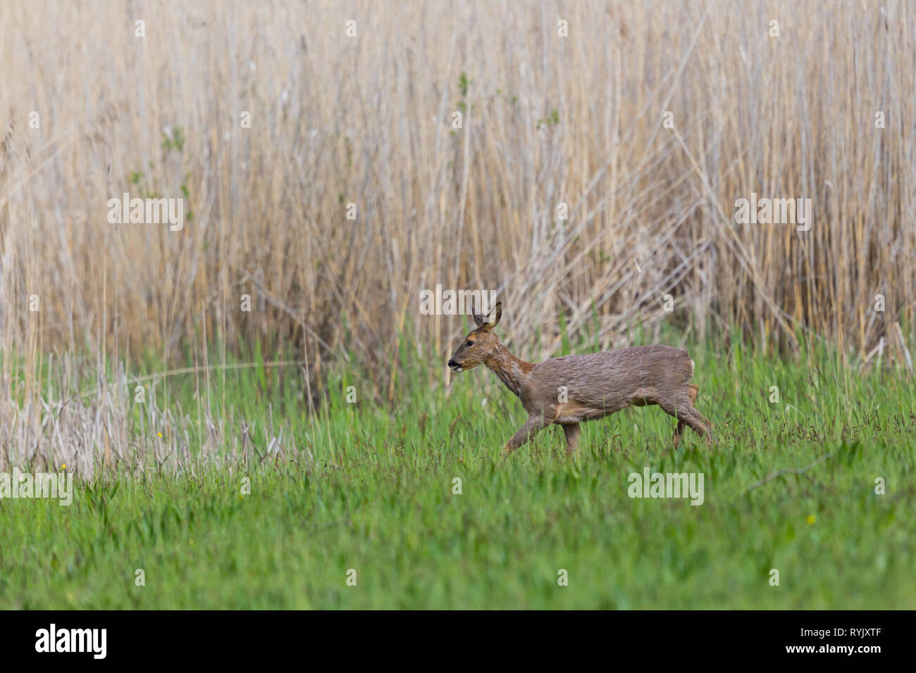 Female roe deer hi-res stock photography and images - Alamy