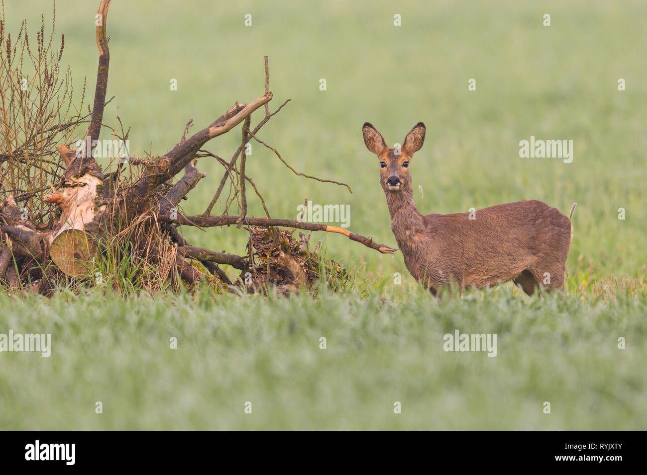 Female roe deer hi-res stock photography and images - Alamy