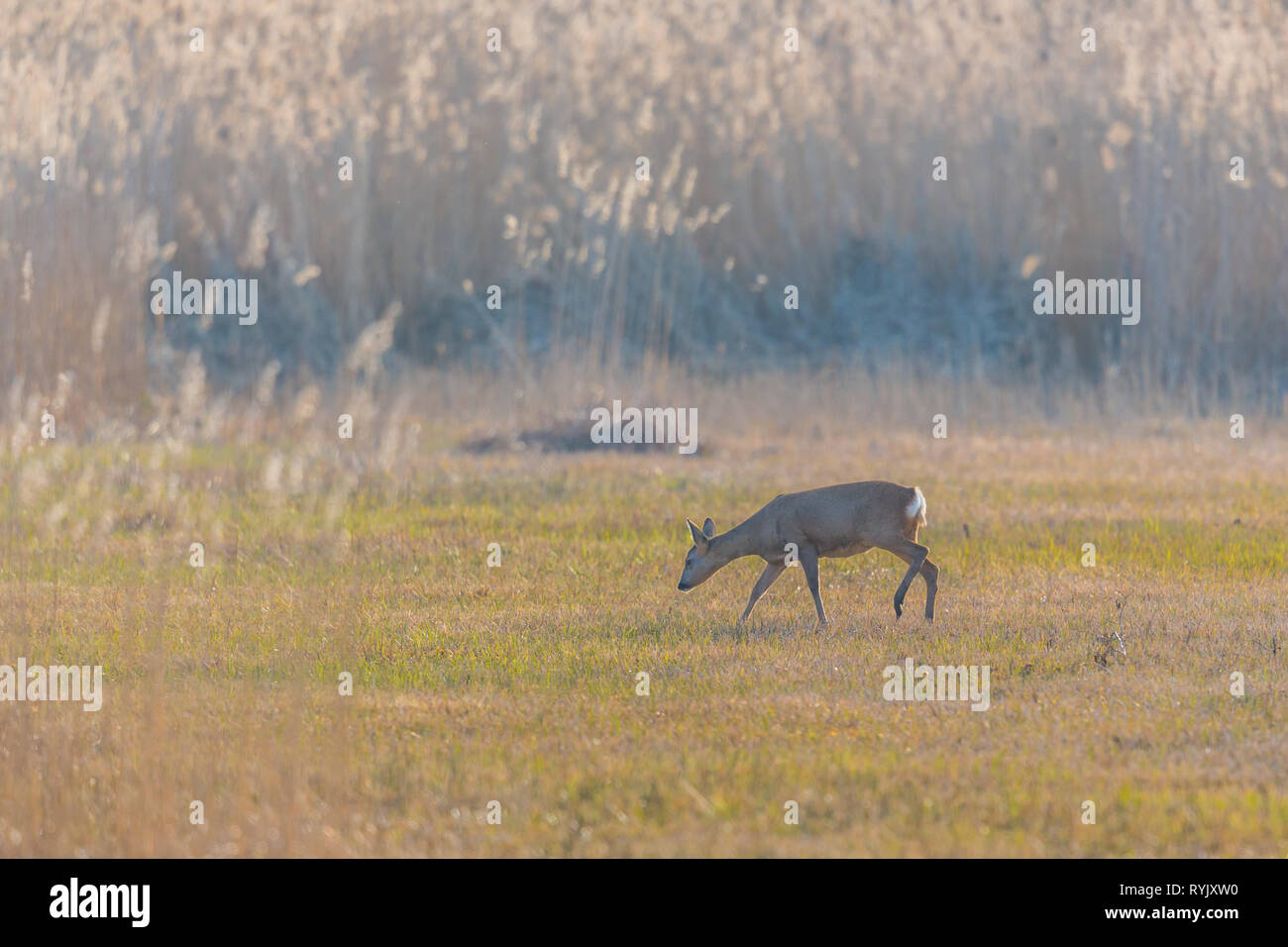 one natural female roe deer browsing in grassland in reed Stock Photo ...