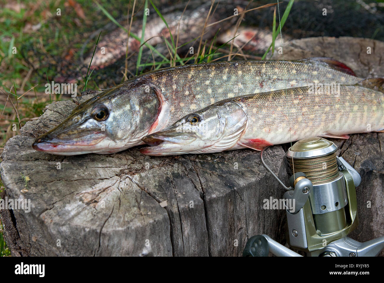 Freshwater Northern pike fish know as Esox Lucius lying on a wooden ...