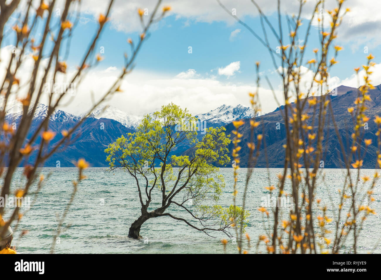 The famous Lonely tree of Lake Wanaka and snowy Buchanan Peaks, South ...