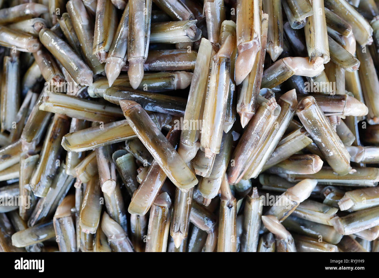 Fish market. Fresh razor shells for sale. Ha Tien. Vietnam Stock Photo ...