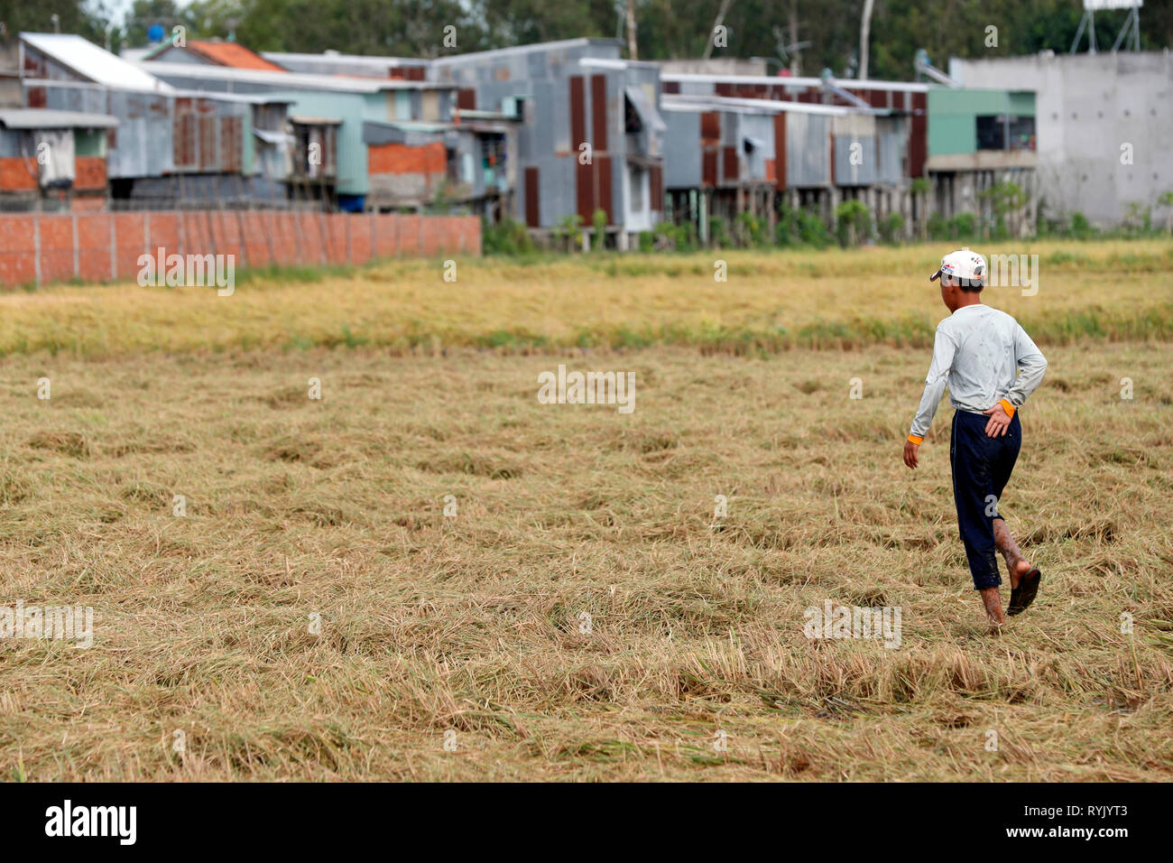 Rice fields after harvest. Chau Doc. Vietnam Stock Photo - Alamy