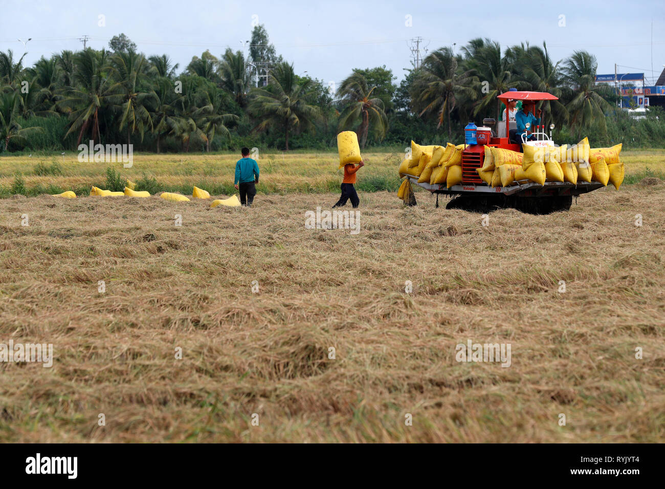 Rice fields hi-res stock photography and images - Alamy