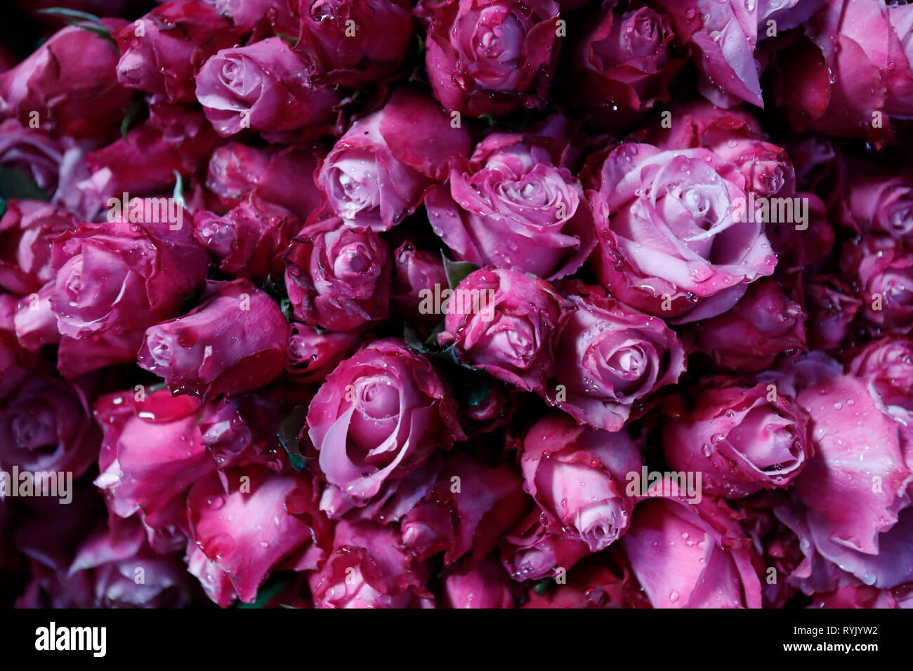 Vietnam rose hi-res stock photography and images - Alamy