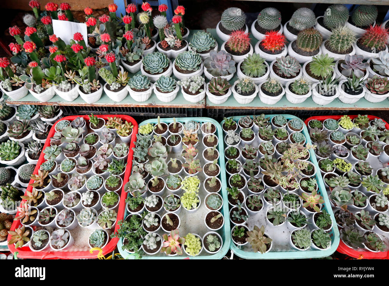 Potted cactus hi-res stock photography and images - Alamy