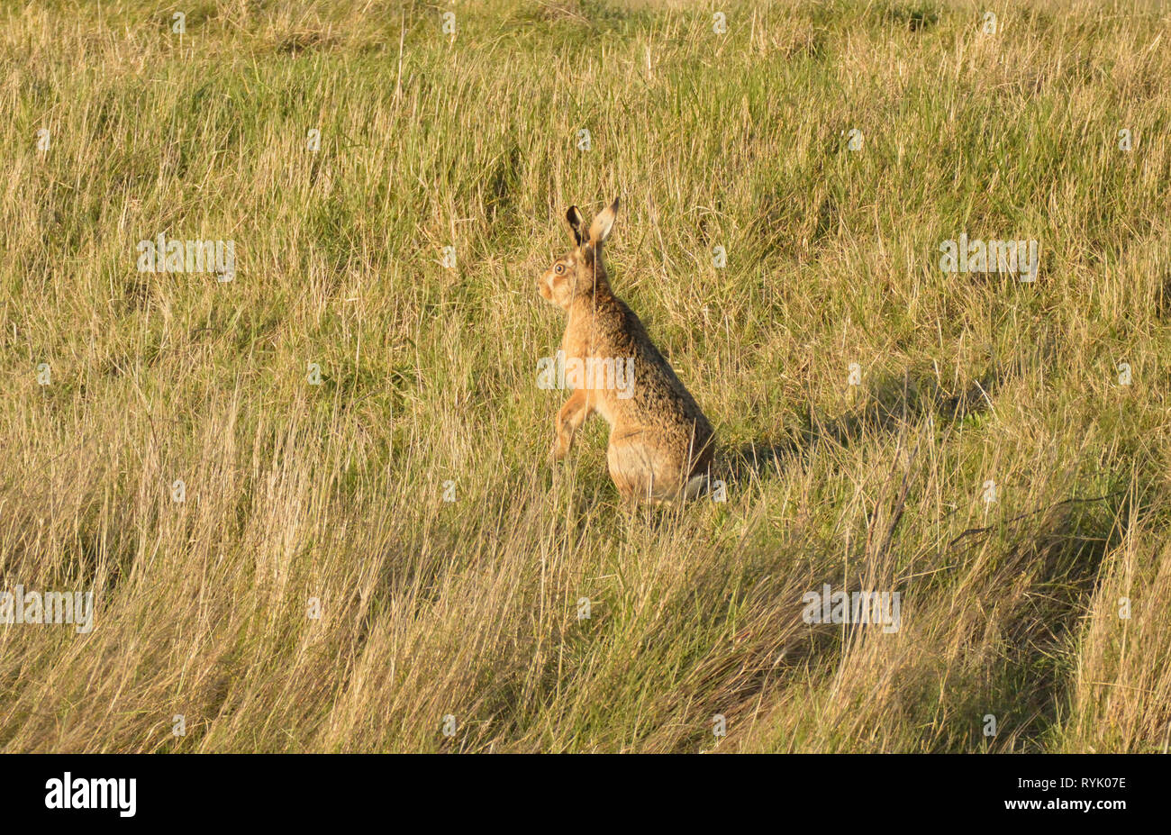 Brown Hare in a grassy heath. Kent, England, UK Stock Photo - Alamy