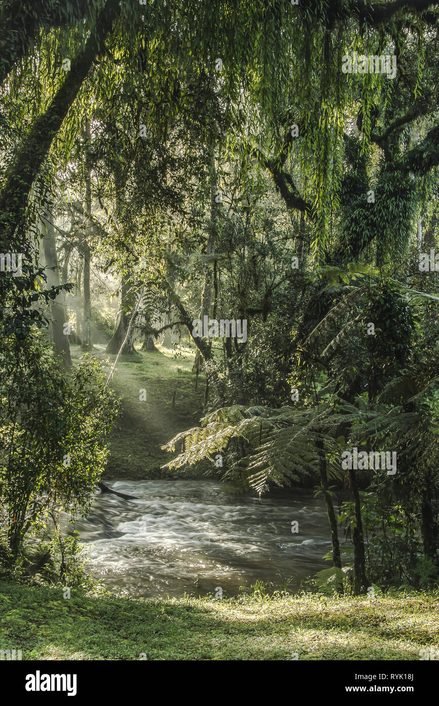 Rainforest in Kenya Stock Photo - Alamy
