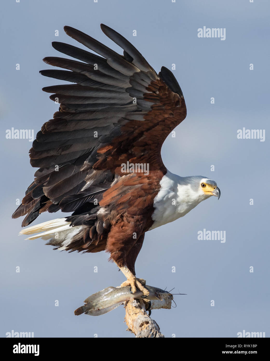 African Fish Eagle Kenya High Resolution Stock Photography and Images ...
