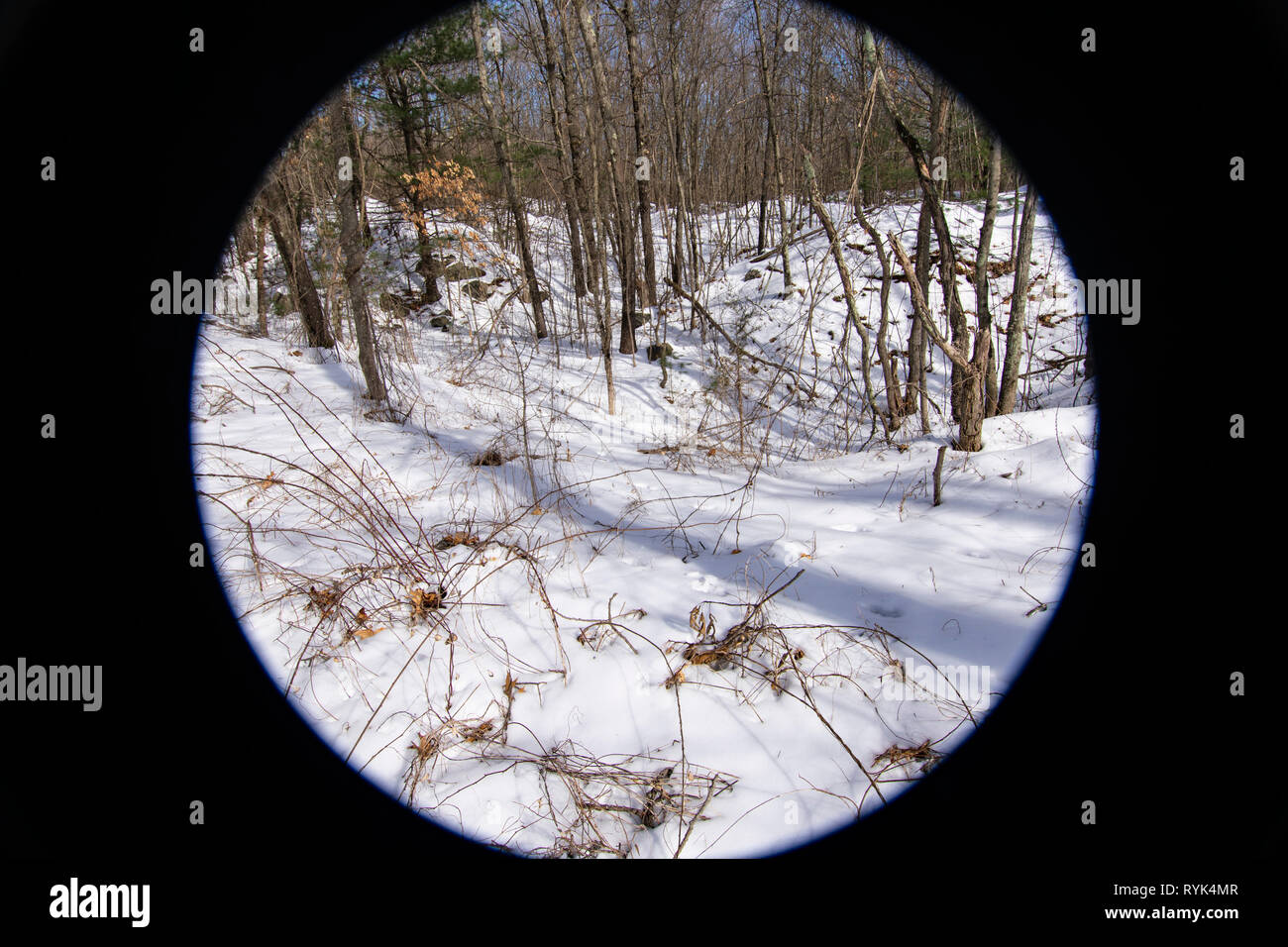 Wooded area with snow Stock Photo - Alamy