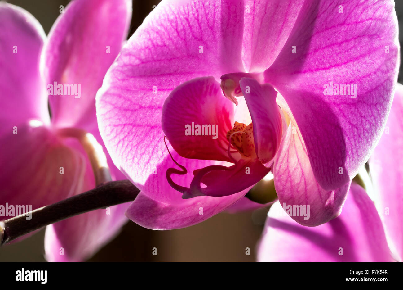 Lavender light purple orchid flower hi-res stock photography and images ...