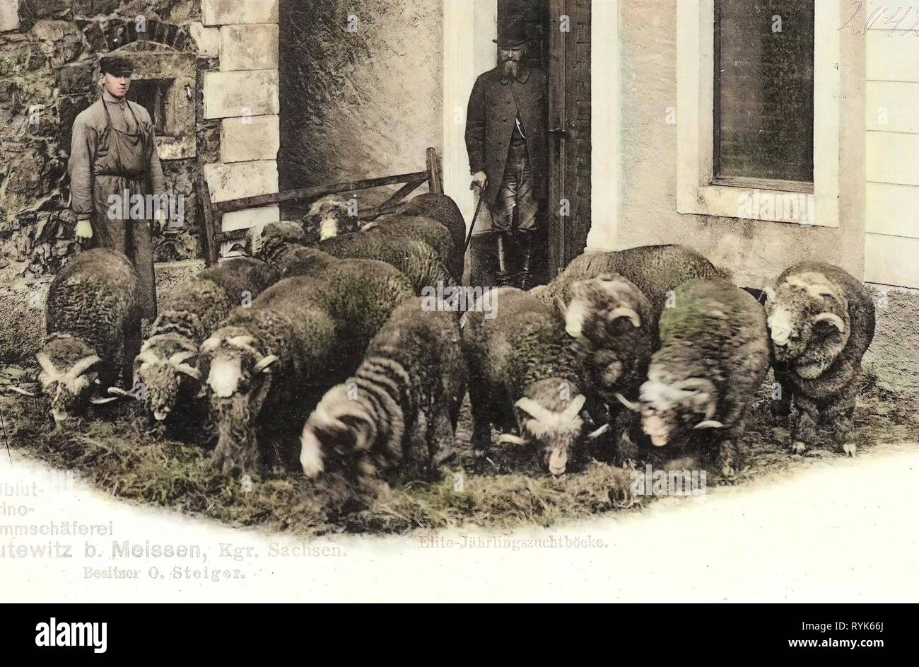 Shepherds in Germany, Sheep husbandry in Germany, Sheep in Germany ...