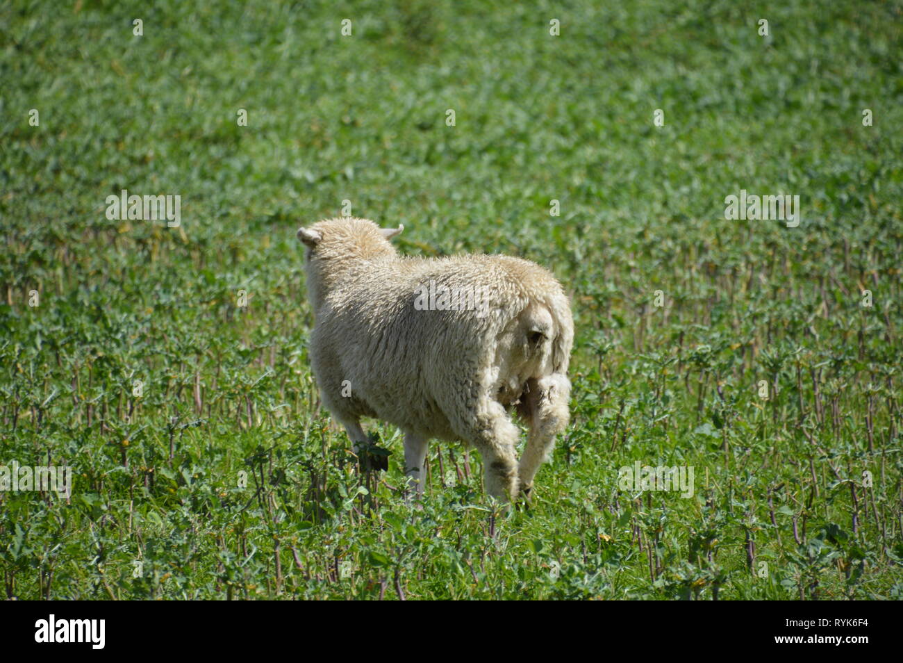 Waiting to be shorn hi-res stock photography and images - Alamy