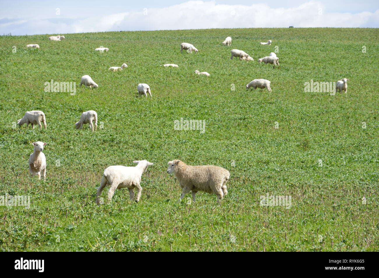 Waiting to be shorn hi-res stock photography and images - Alamy