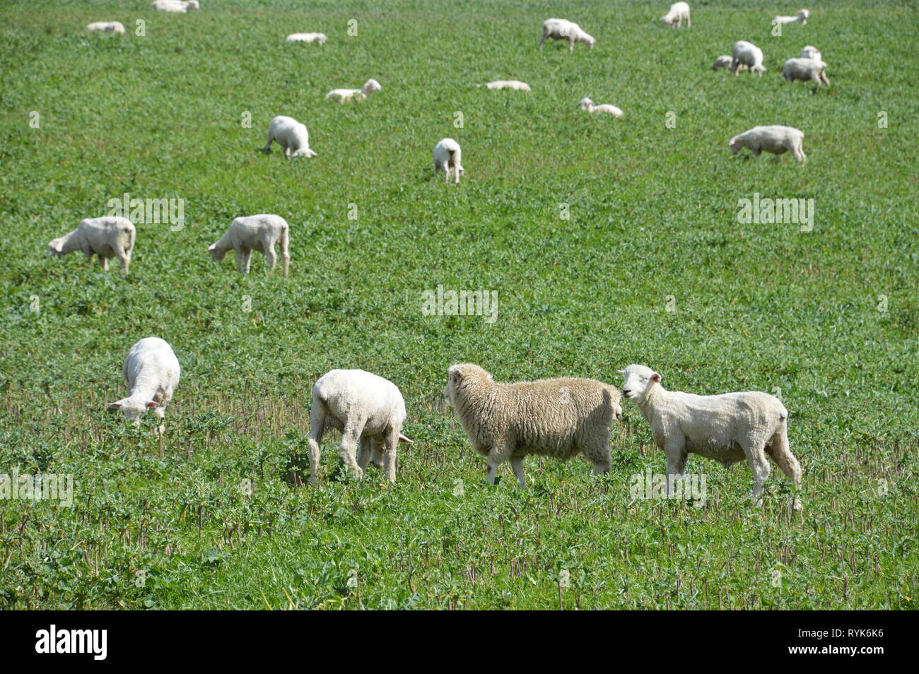 Chemical sheep hi-res stock photography and images - Alamy