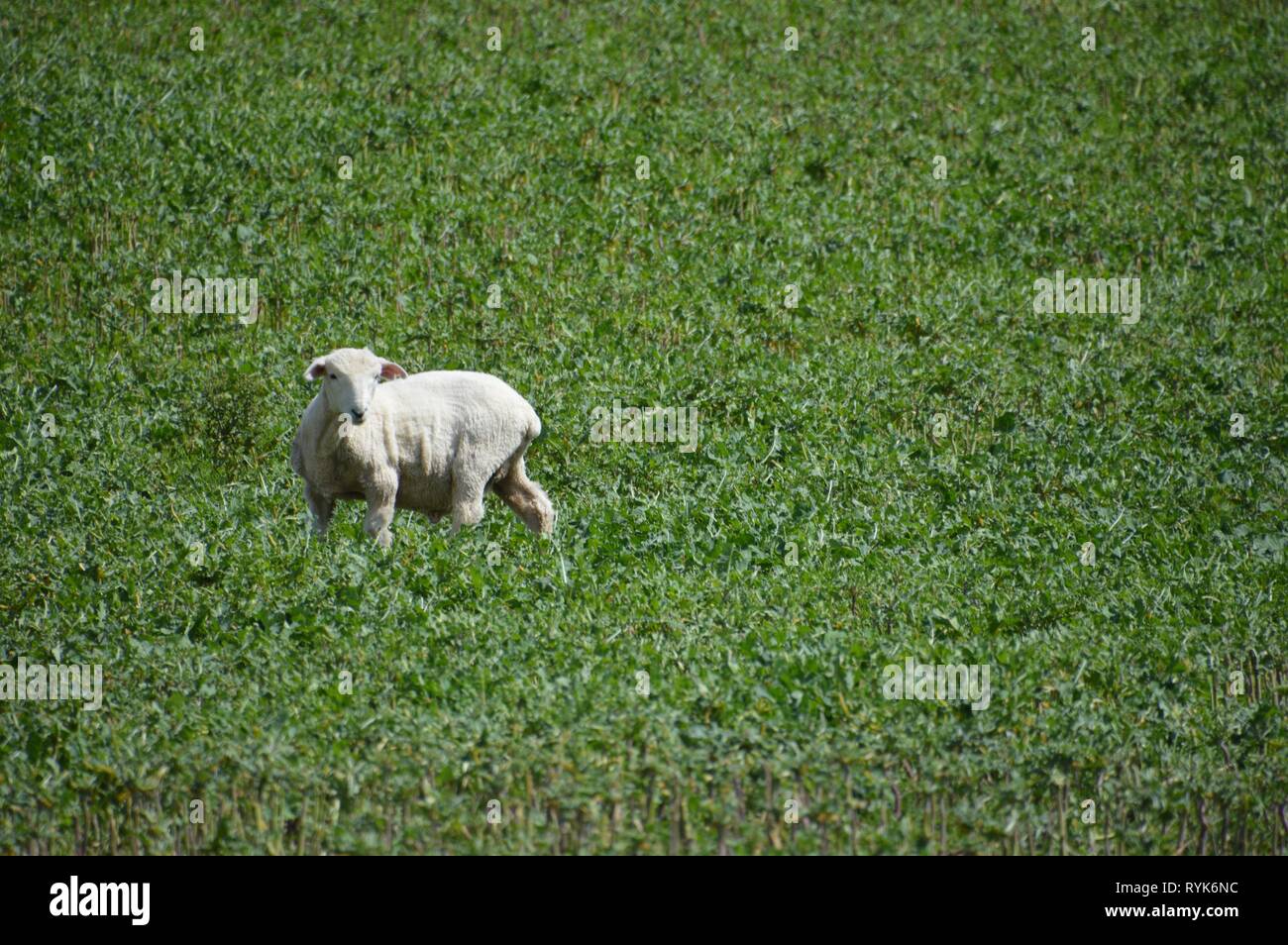sheep on the meadow waiting to get shorn Stock Photo - Alamy