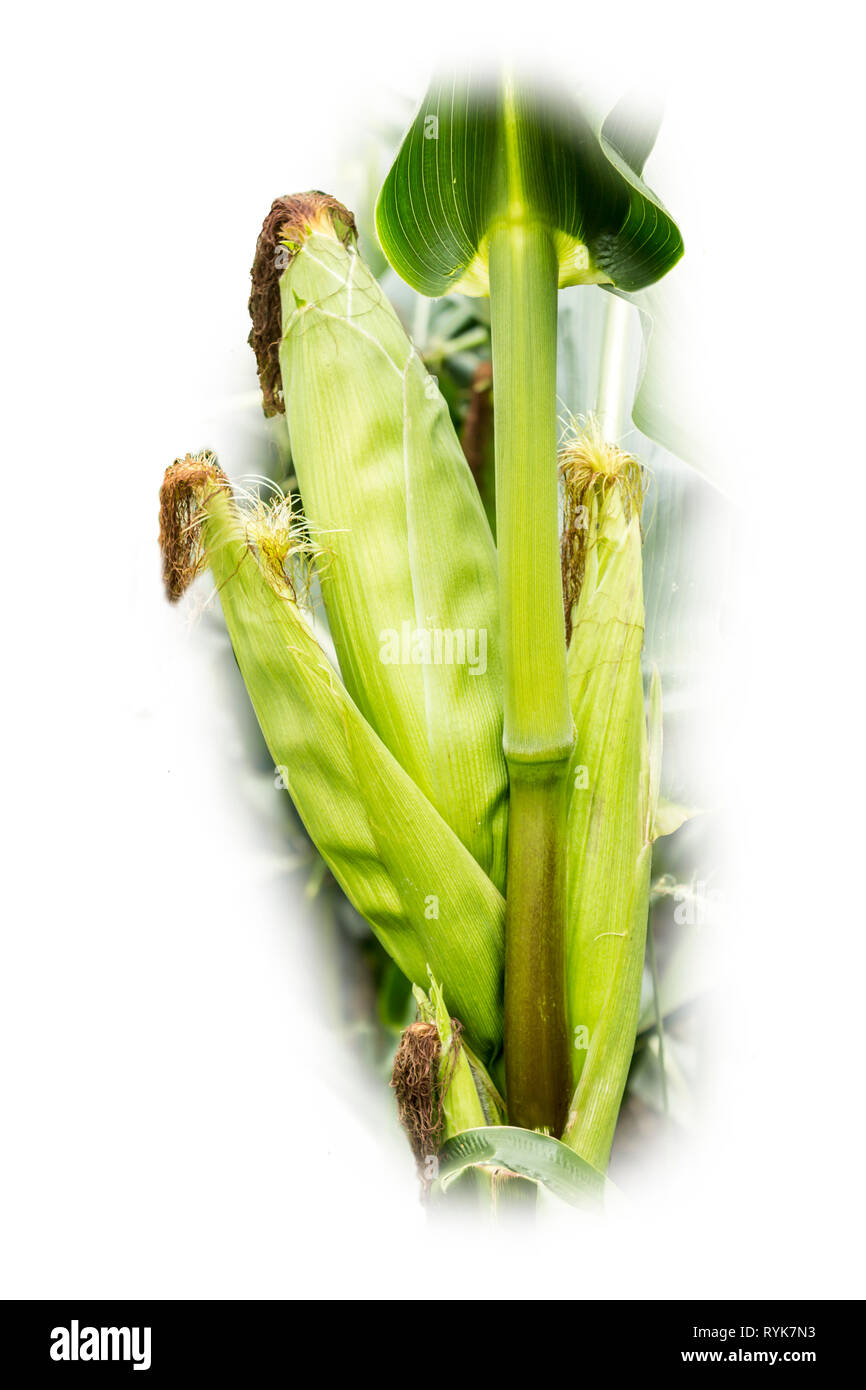 Double ear of corn. Silage is made from the stalks and corn cobs ...