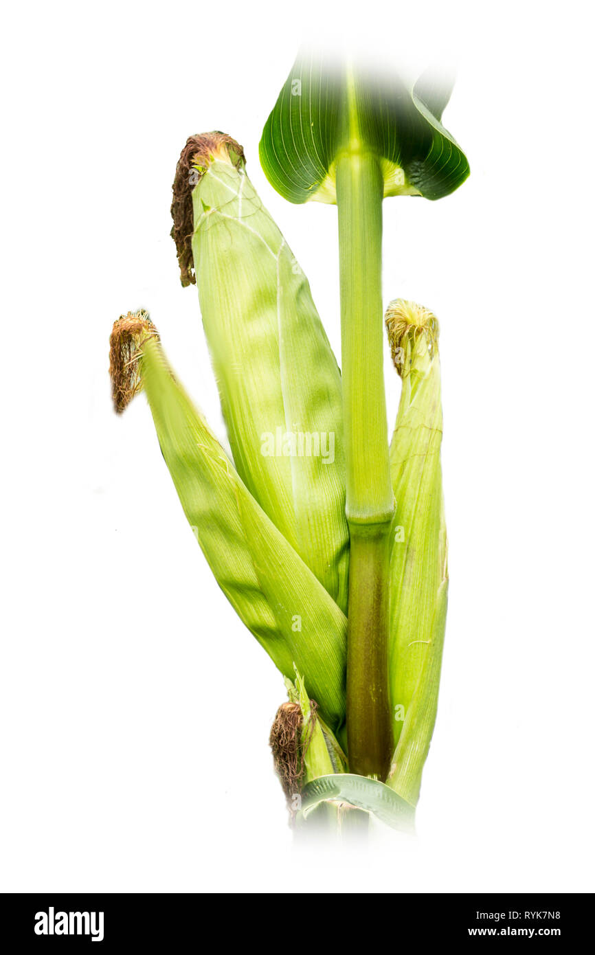 Harvest corn cobs tractor hi-res stock photography and images - Alamy