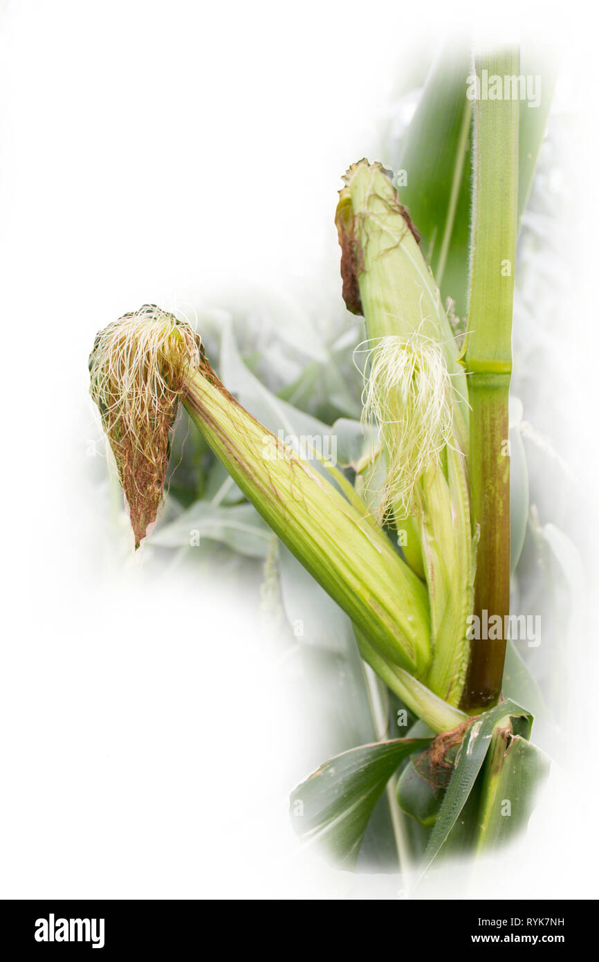Double ear of corn. Silage is made from the stalks and corn cobs ...