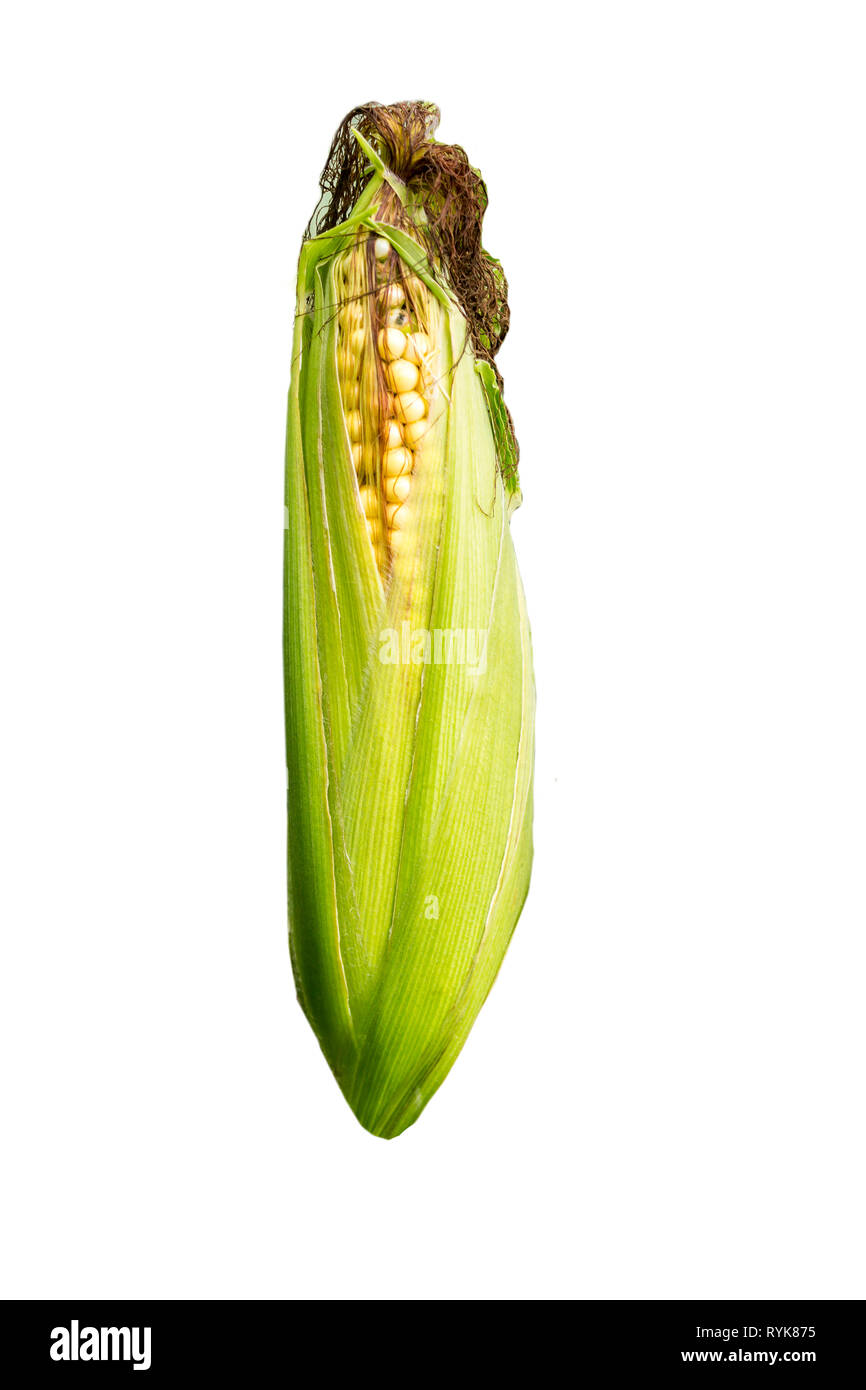 Ear of corn. Silage is made from the stalks and corn cobs. Excellent ...