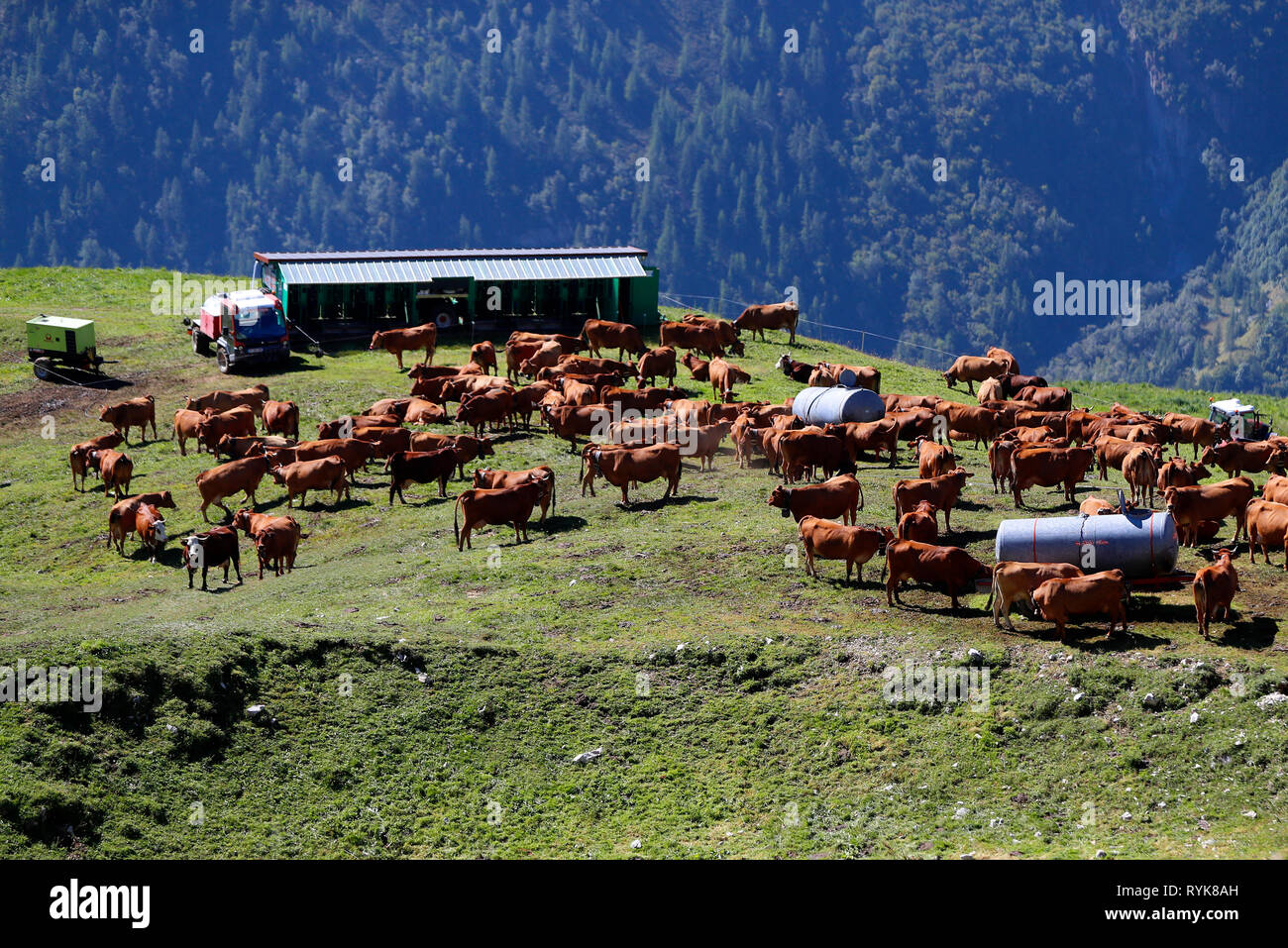 French Alps. Beaufort cheese. The milk used comes from the Tarine cows ...