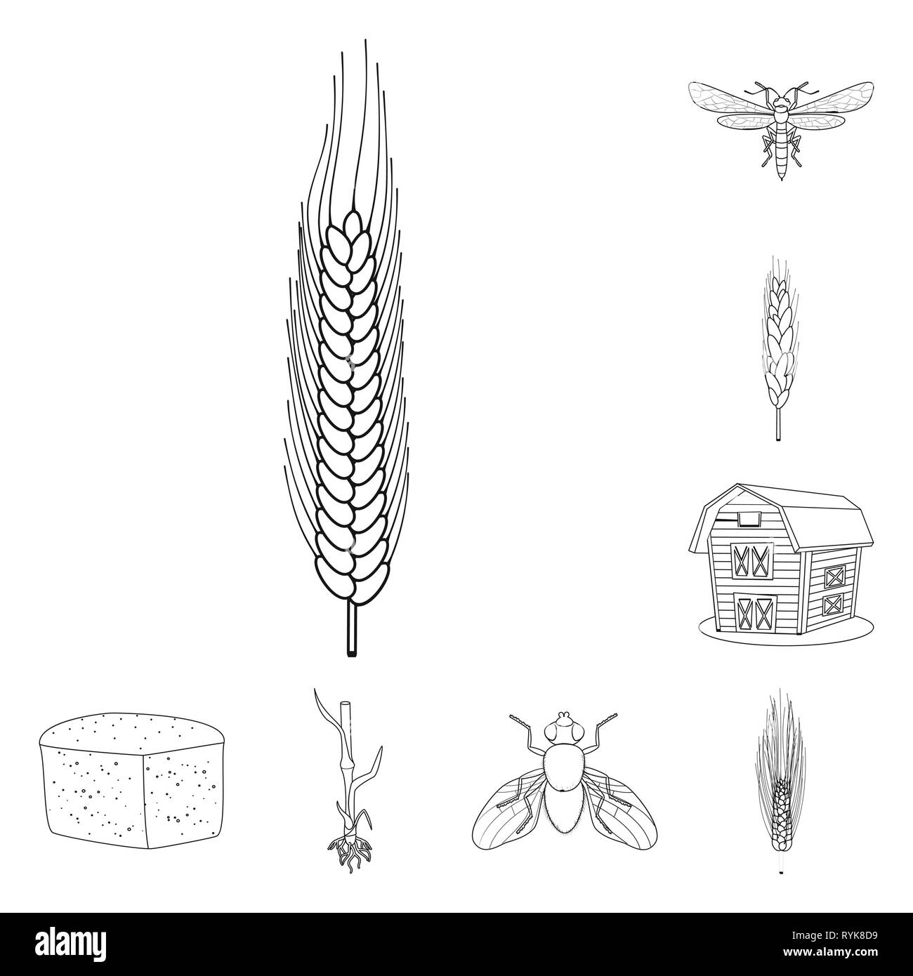 fly,spring,granary,bread,stem,barley,winter,insect,spike,building,root ...