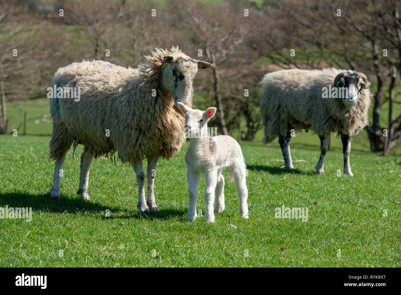 Ewes and lamb, Chipping, Lancashire Stock Photo - Alamy