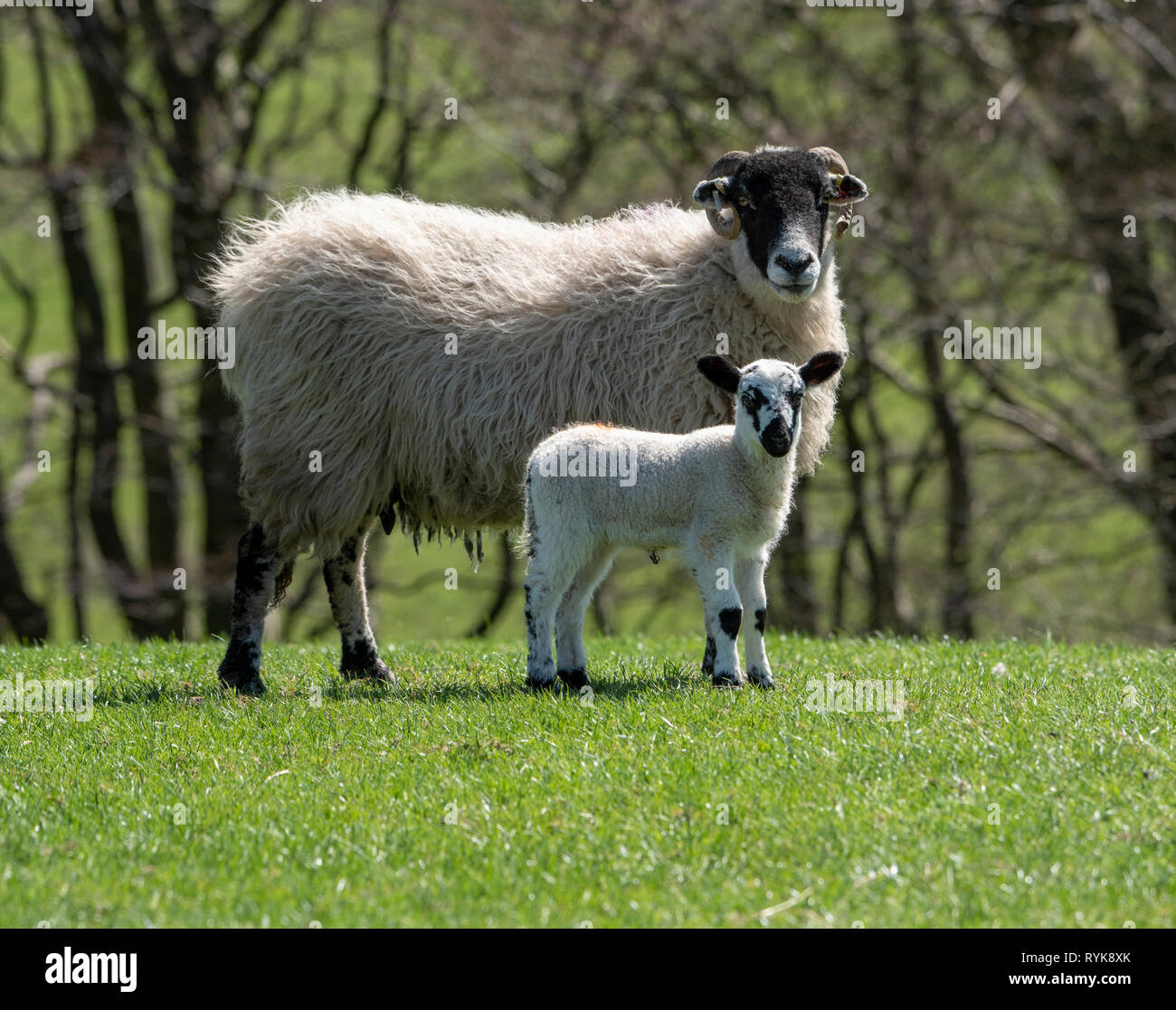 Swaledale ewe with Mule lamb, Chipping, Lancashire Stock Photo - Alamy