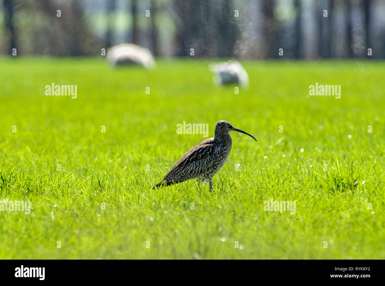 Bird field animals in wild hi-res stock photography and images - Alamy