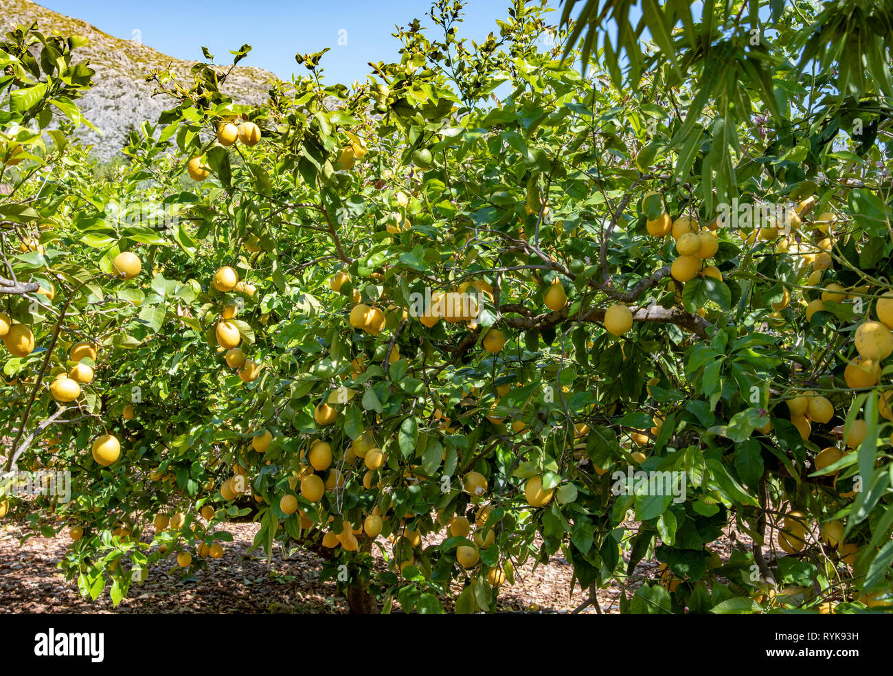 Lemon tree, Majorca, Spain Stock Photo - Alamy