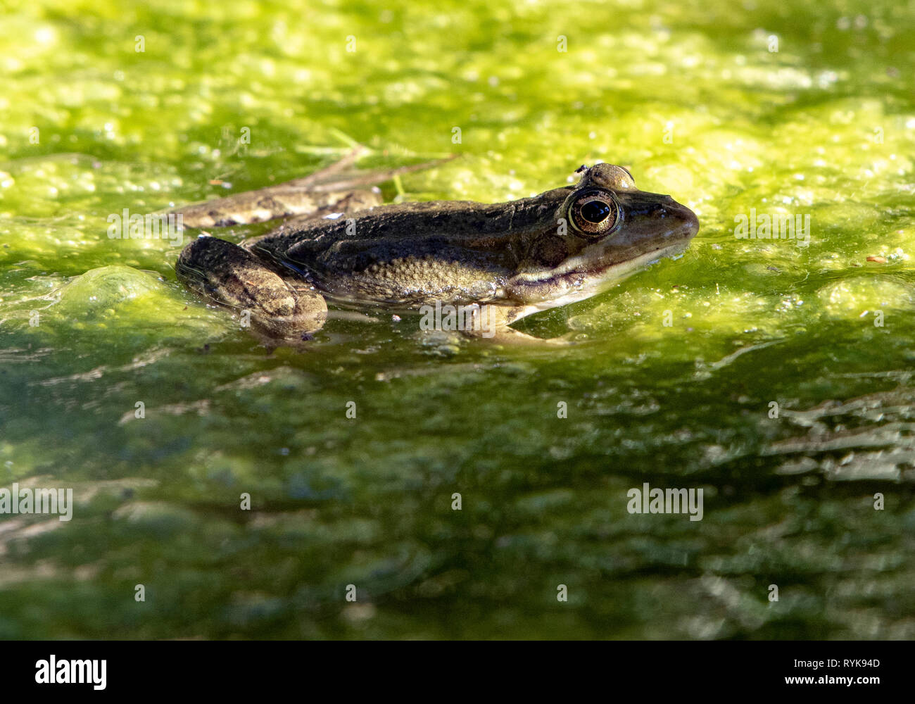 Islands pond hi-res stock photography and images - Alamy