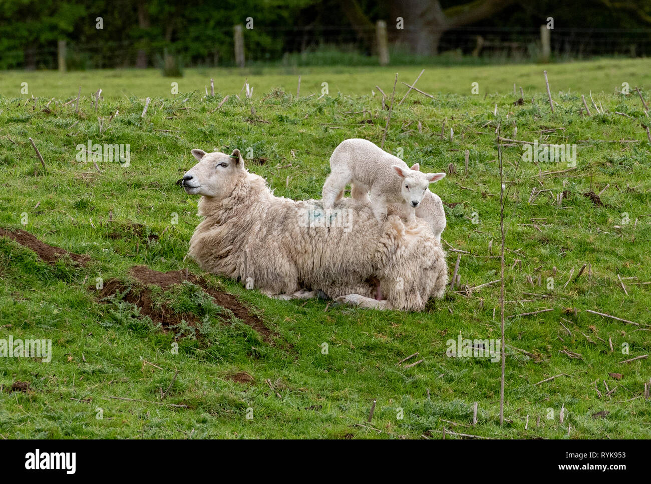 Lambs standing on the back of a ewe, Whitewell, Clitheroe, Lancashire ...