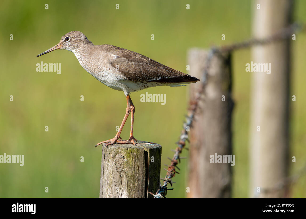 Female standing by a fence hi-res stock photography and images - Alamy